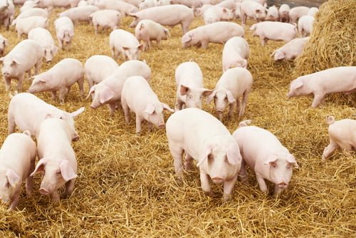 Alimentation : comment savoir d'où vient le morceau de porc dans votre ...